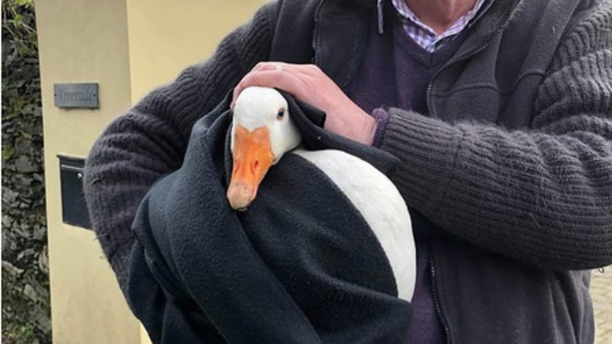 Local bird charity appeals for donations | iomtoday.co.im