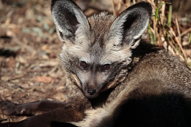 'Bat-eared' fox cubs | wsfp.co.uk