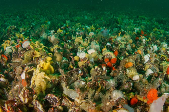 Marine life column: Diving deep into the hidden undersea world of ...