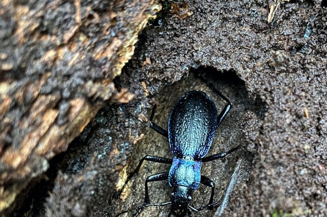 Residents are encouraged to get hunting for rare blue beetles | cornish ...
