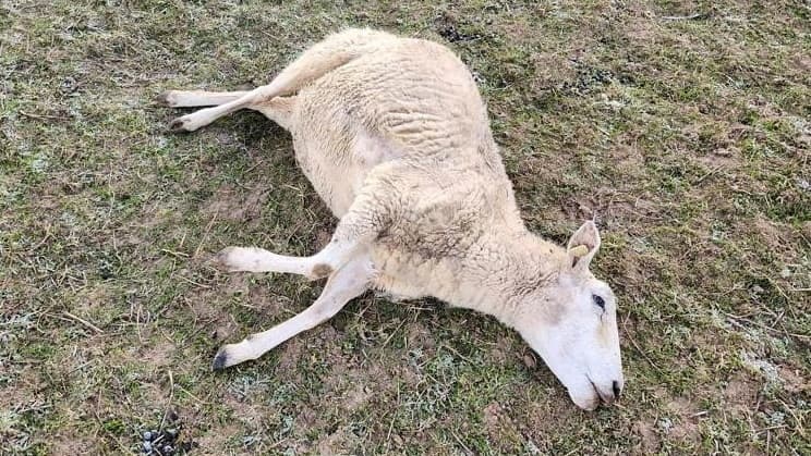 Jeremy Hunt: Attack on innocent lambs was horrific and a great concern ...
