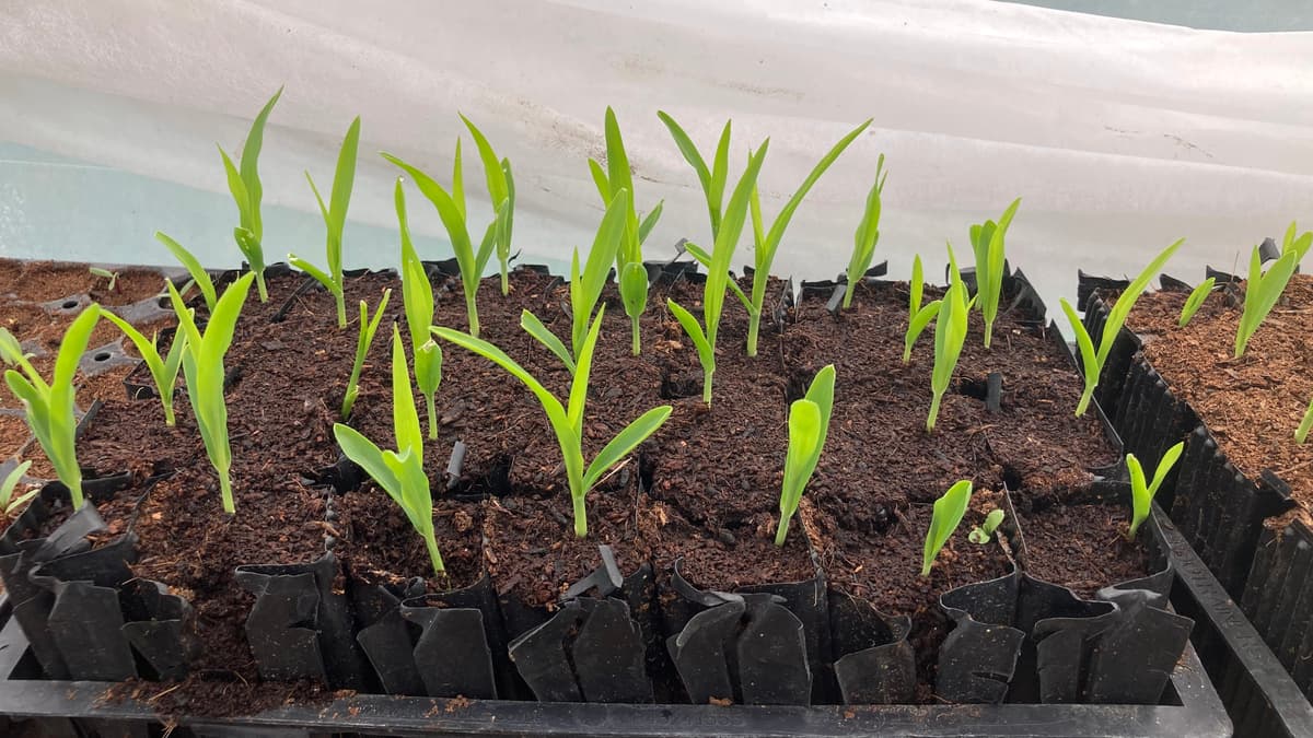 Farnham Community Farm: Now is the right time to start growing seeds ...