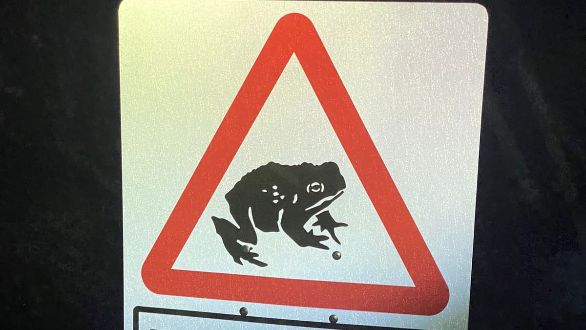 Toad patrol hopping for joy after rescuing record number of toads ...