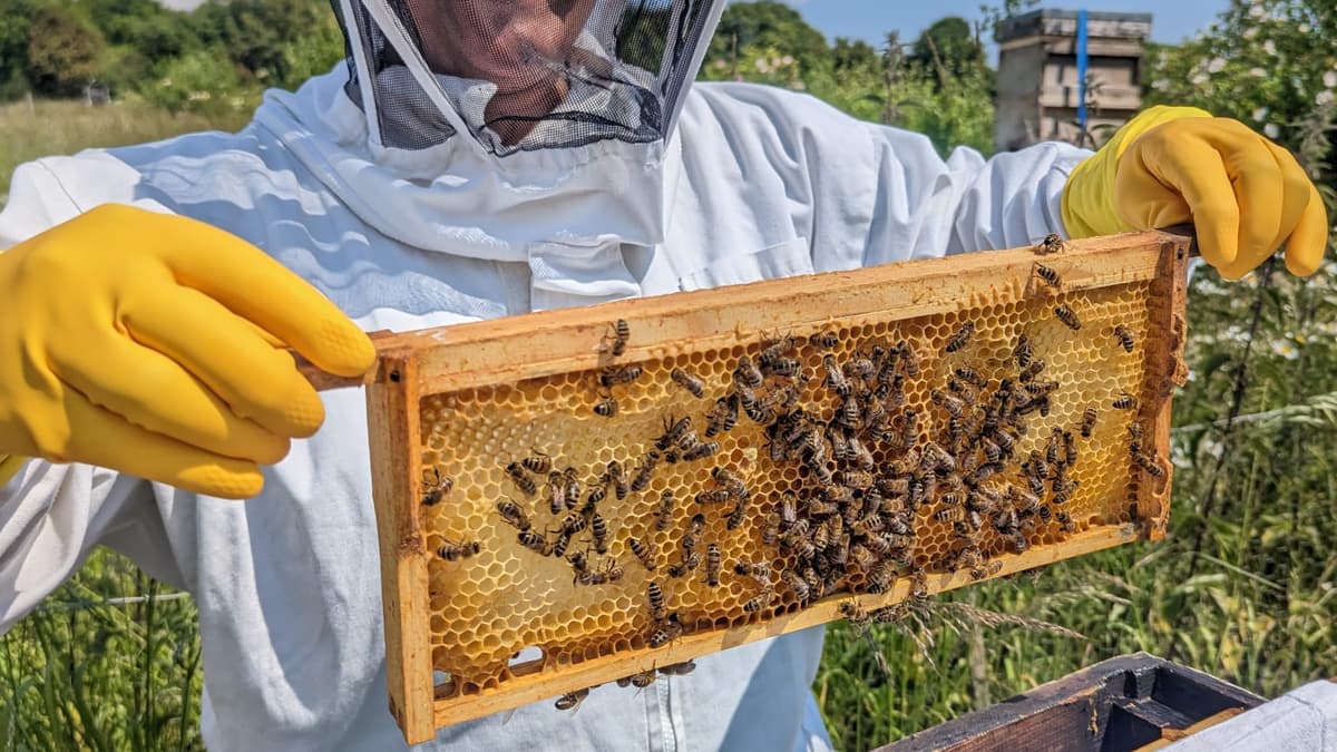 New Hive Helpers clubs and courses launched for bee lovers of all ages ...