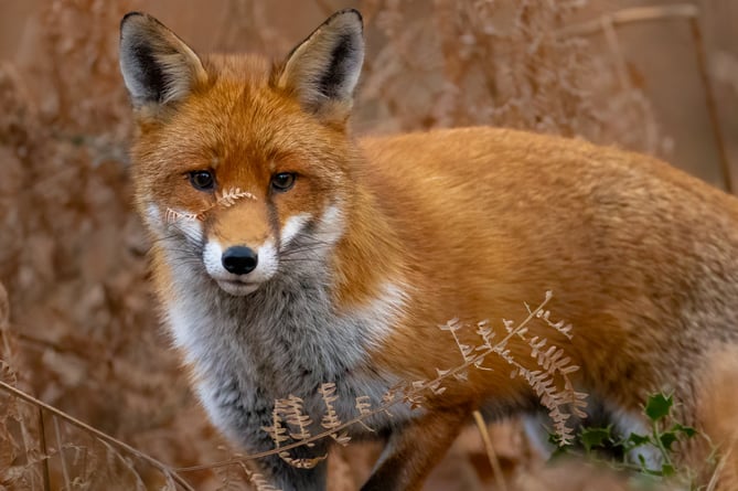 Photographer from Lower Bourne captures amazing photos in his own ...