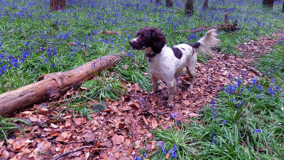 Make the most of the magnificent bluebell season at my two favourite ...