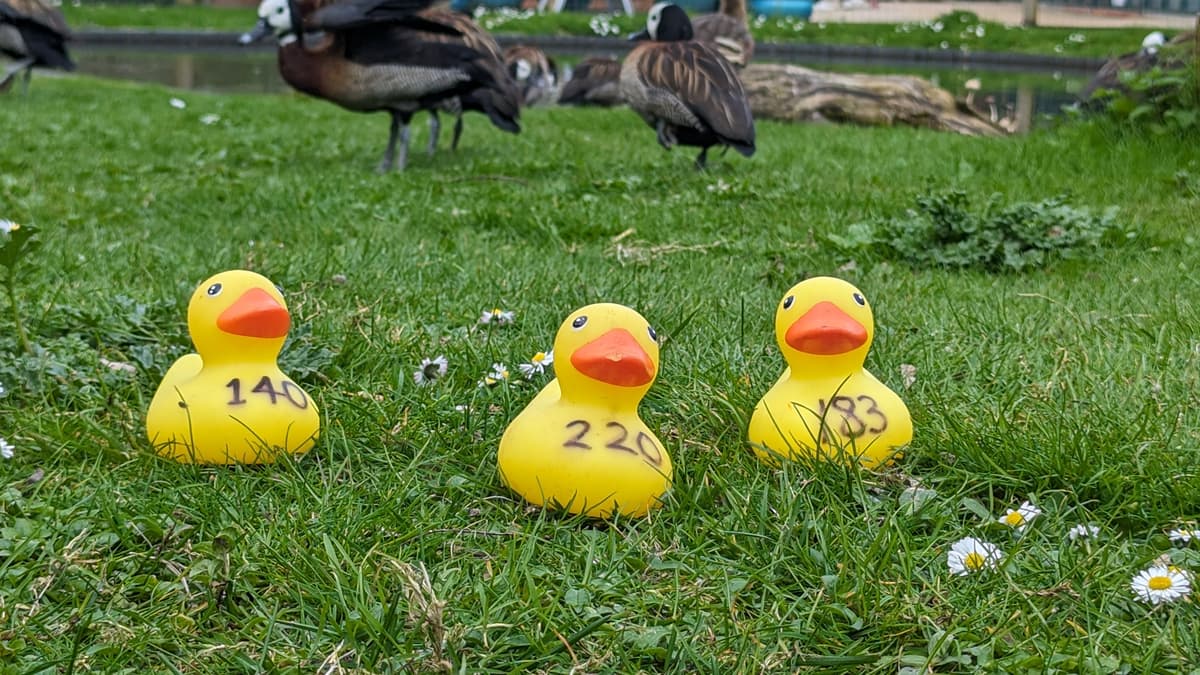 Great Farnham Duck Race returns at Gostrey Meadow this weekend ...