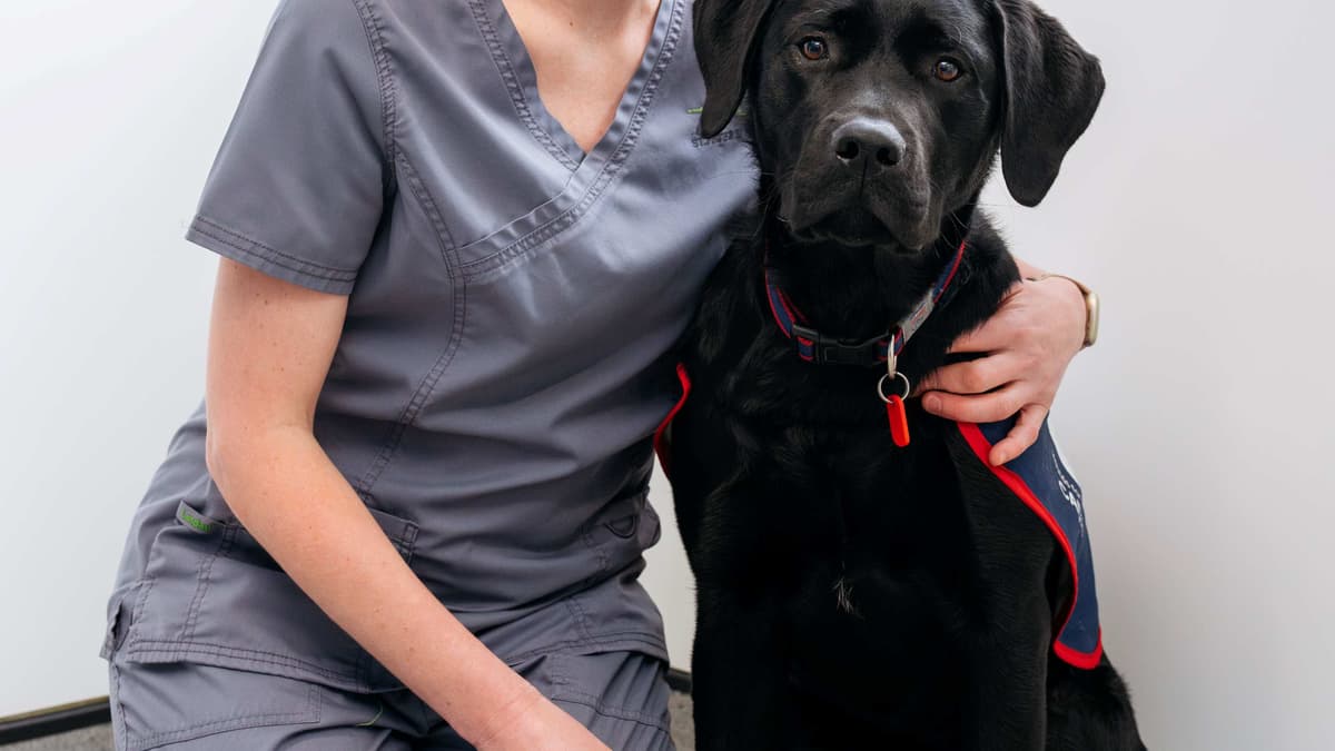 Vet saves trainee assistance puppy Warrior after swallowing button ...