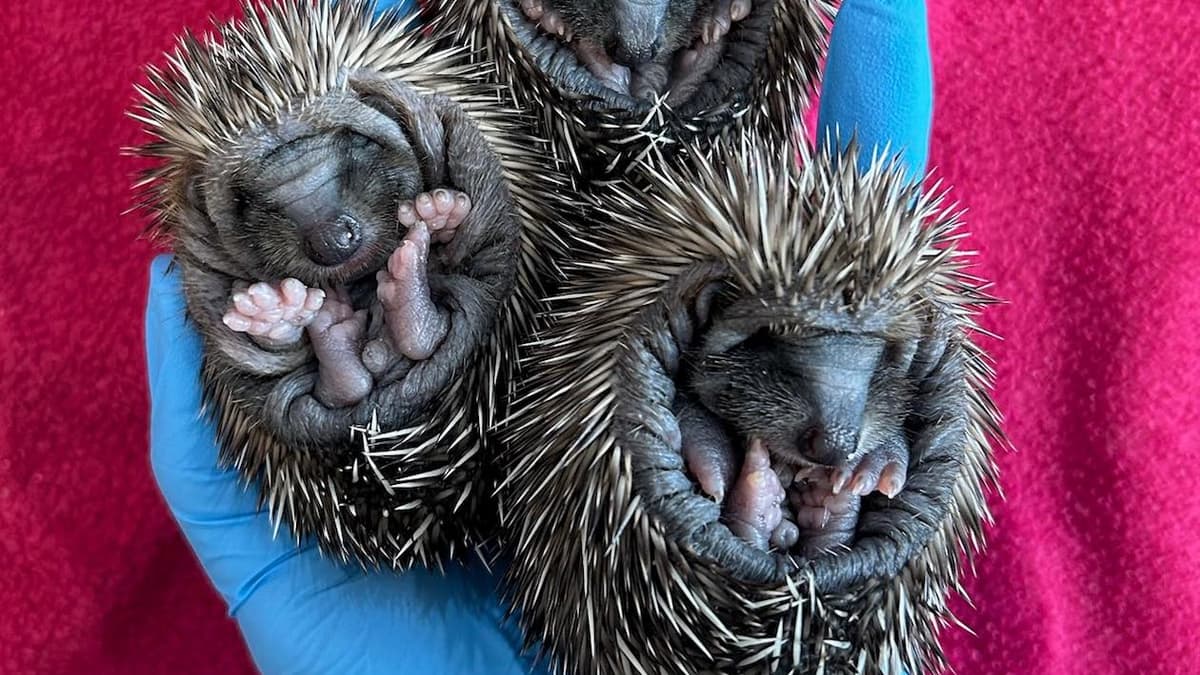 Show HART some love by sponsoring a hoglet | farnhamherald.com
