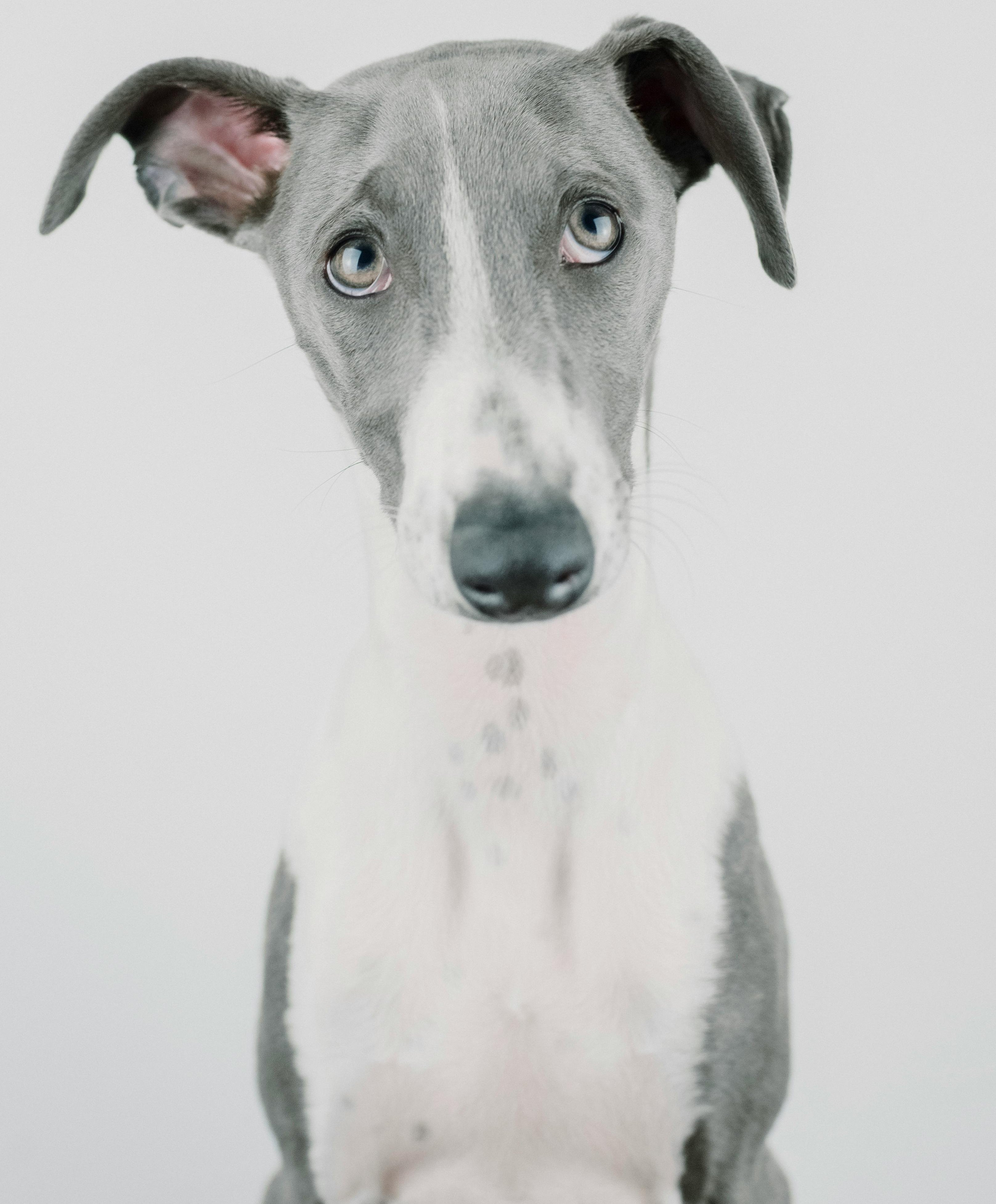 Farnham News - local news at the heart of the community