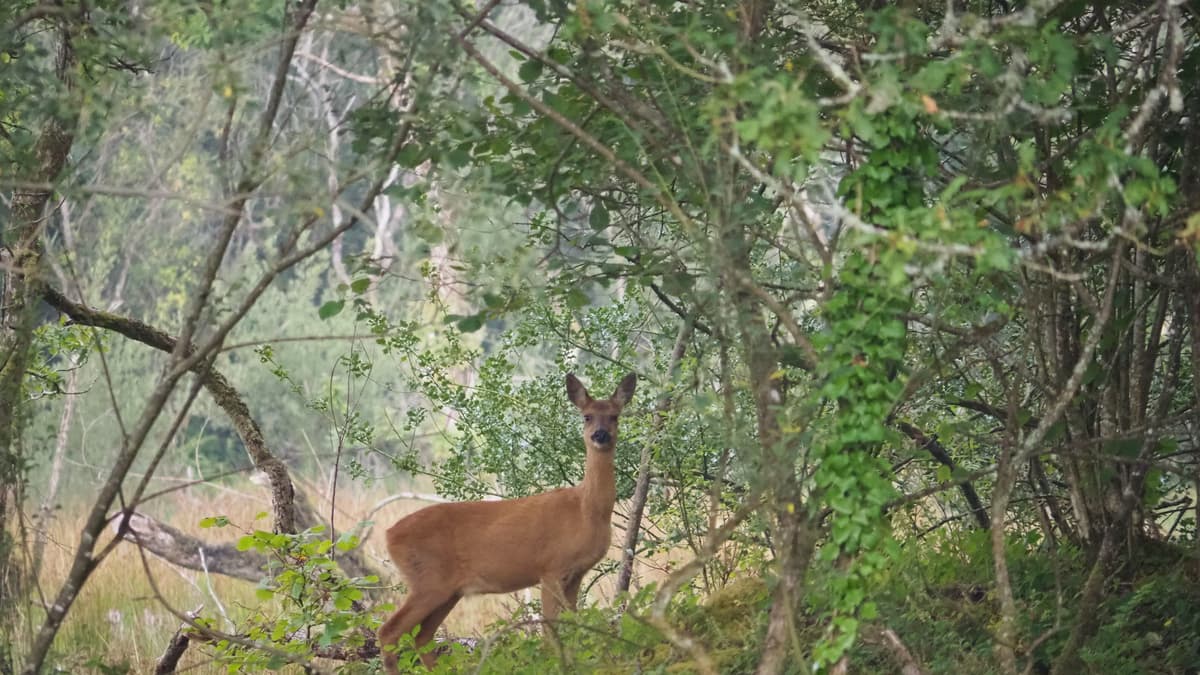 Dog owners warned after deer killed in Farnham Park | farnhamherald.com