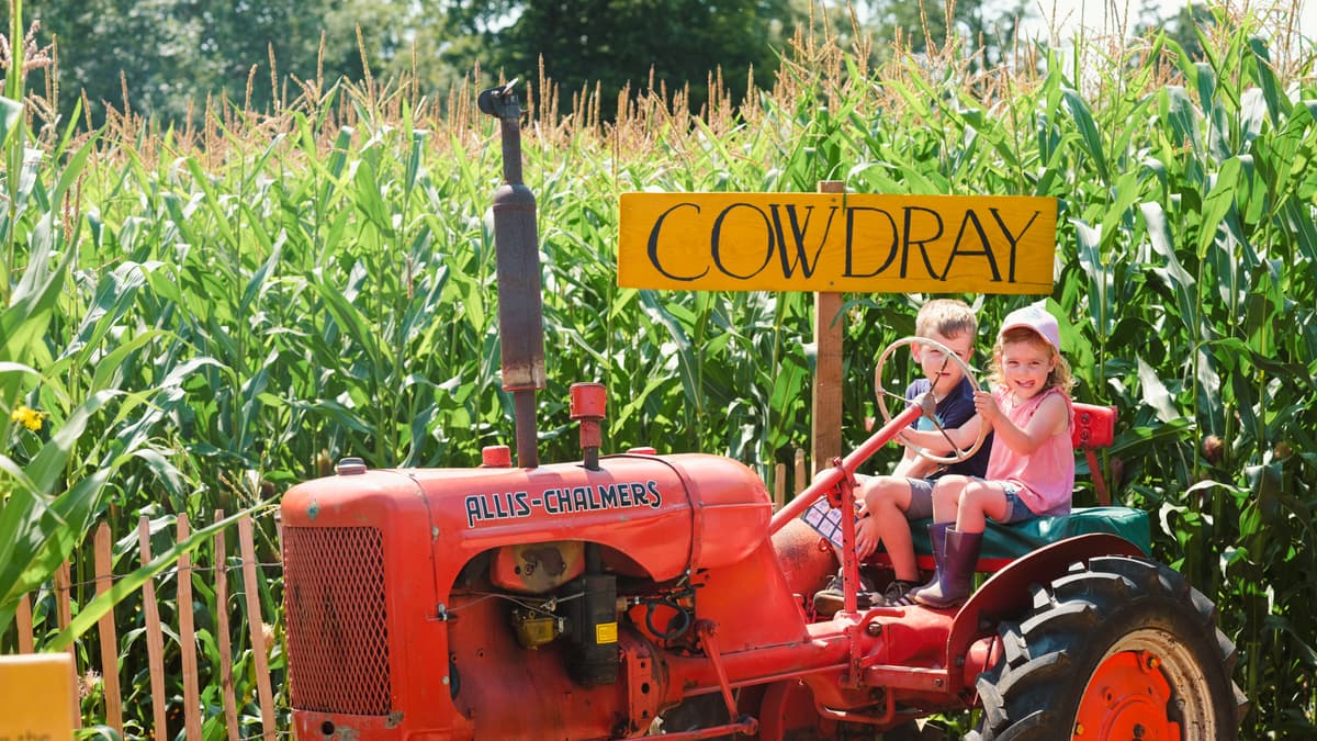 Cowdray’s Maize Maze: A must-visit summer attraction | farnhamherald.com