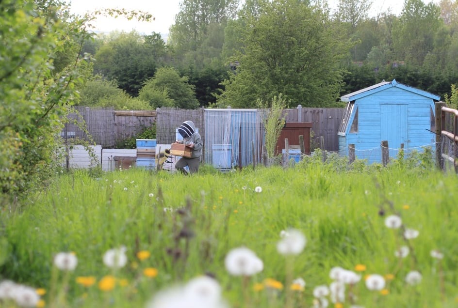 Buzz in Farnham as Hive Helpers launch adult beekeeping sessions ...