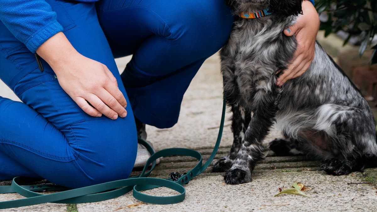 Petersfield vets warns pet owners of the dangers of grass seeds ...
