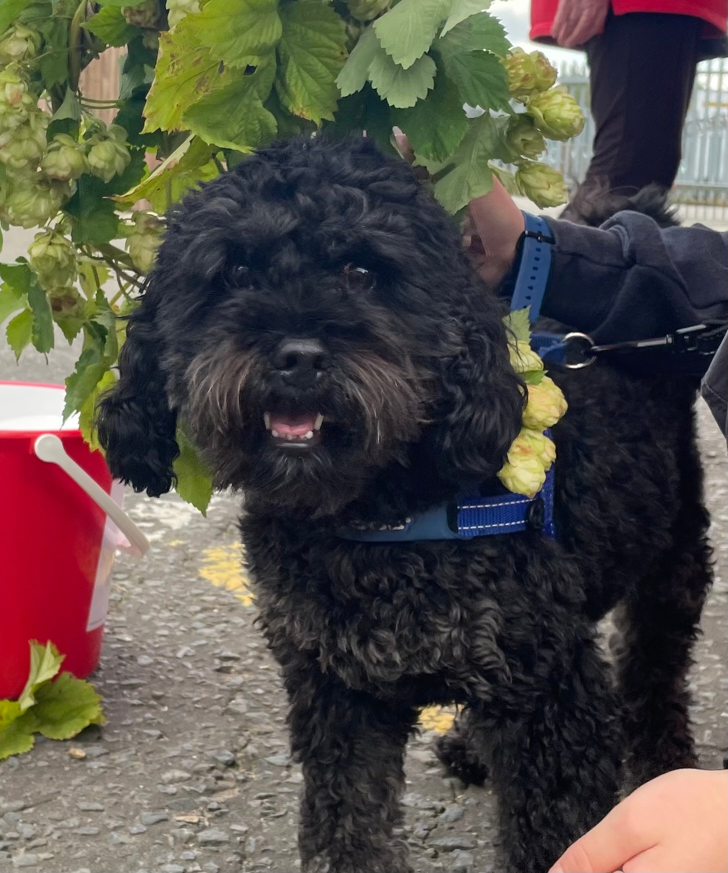 Record breaking Hop Harvest festival at Tongham brewery | farnhamherald.com