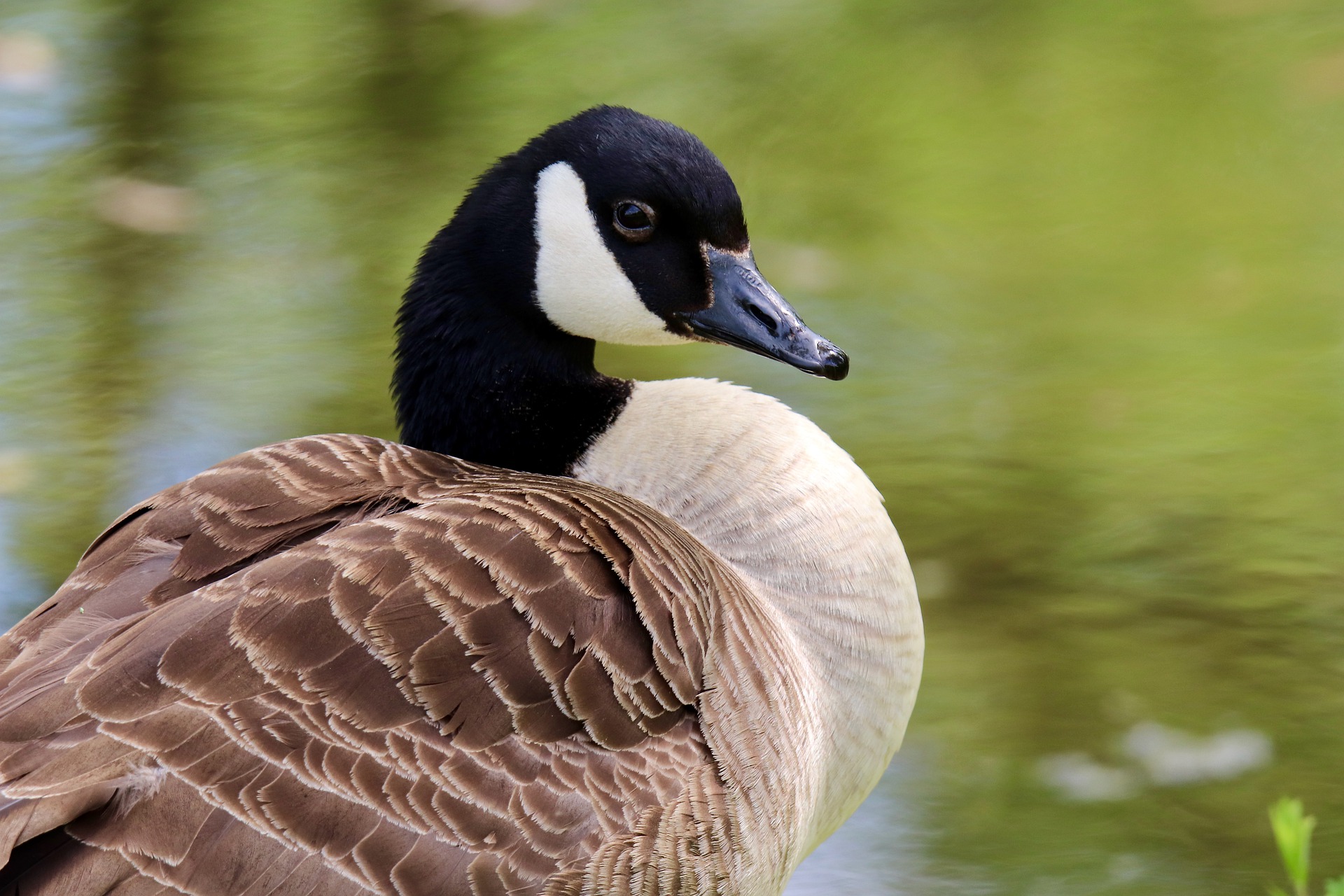 Goose dies and mate injured in senseless shooting at Badshot Lea Pond ...