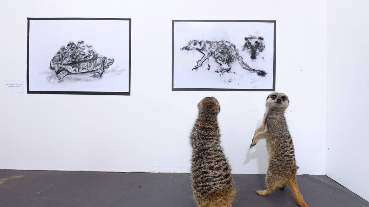 Take a walk on the wild side as UCA Farnham unveils 'pawtrait ...