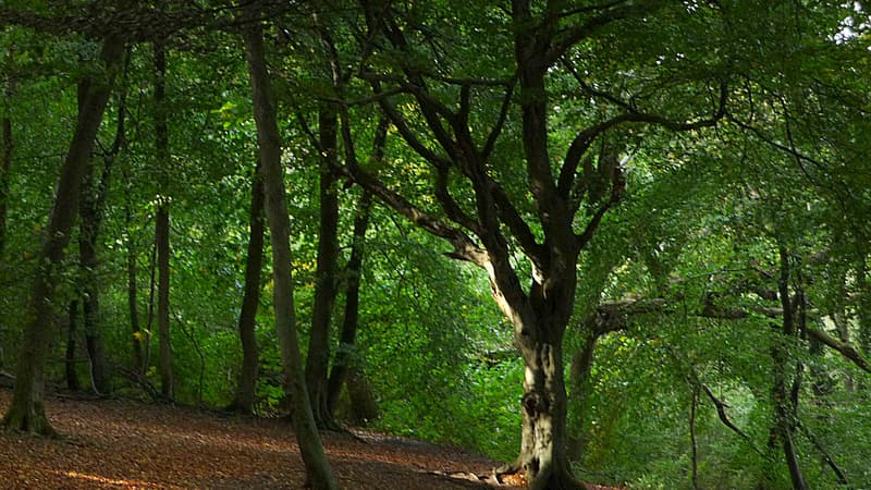 Peeps into the Past: The tall tale of the Trumpeter of Selborne and the ...