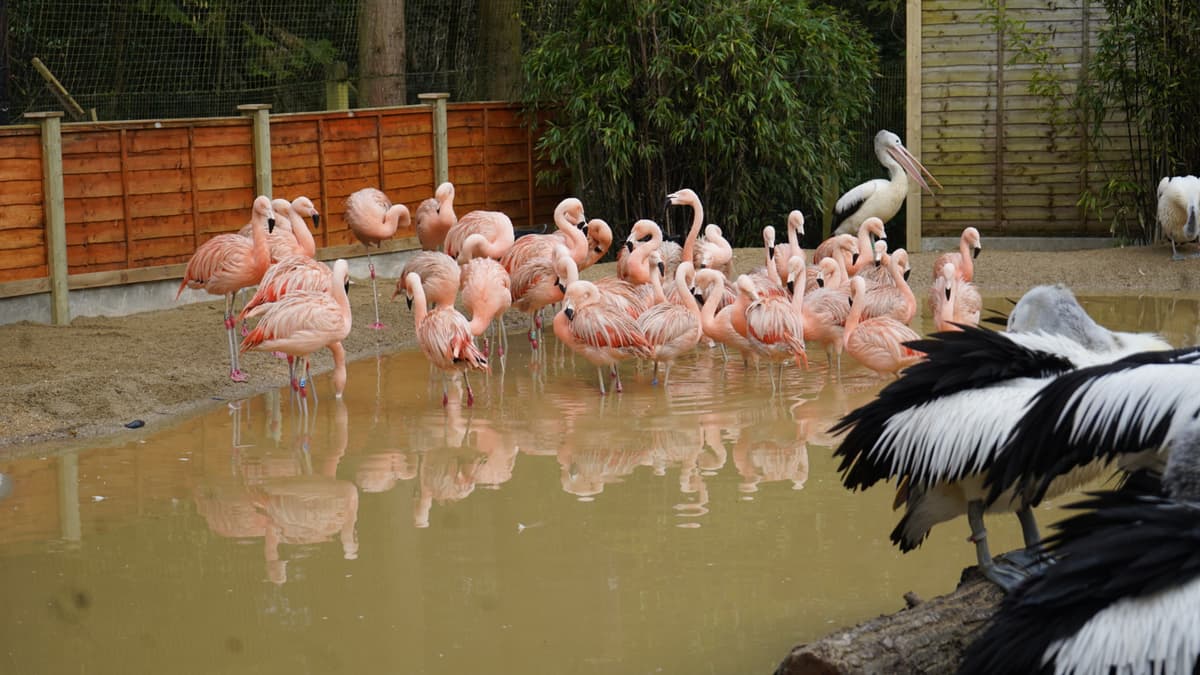 Birdworld unveils new upgrade ahead of half-term | farnhamherald.com
