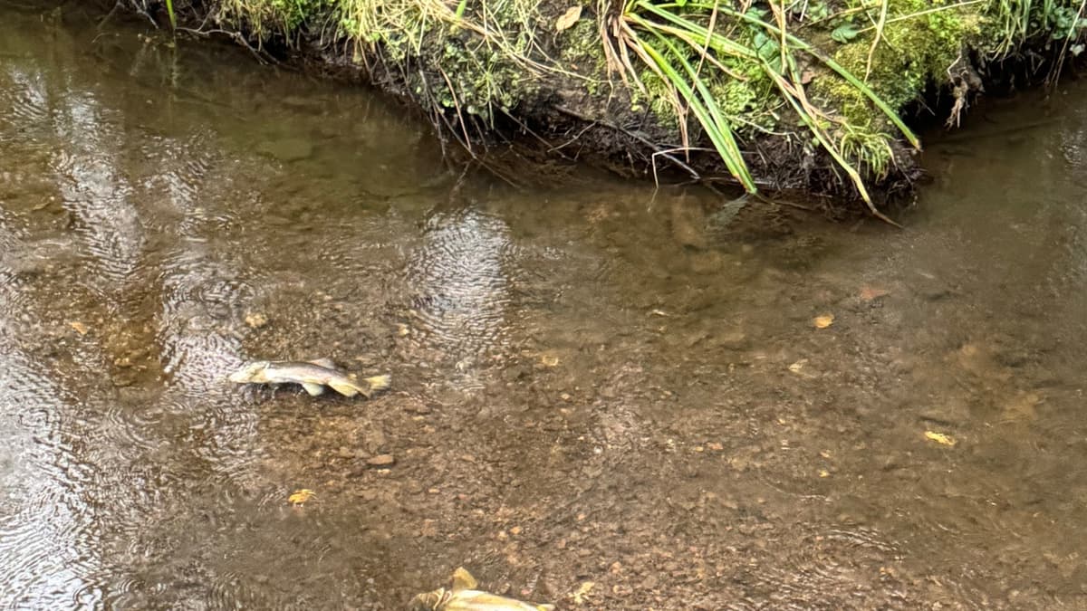 Investigations continue into River Wey contamination with 70 fish ...