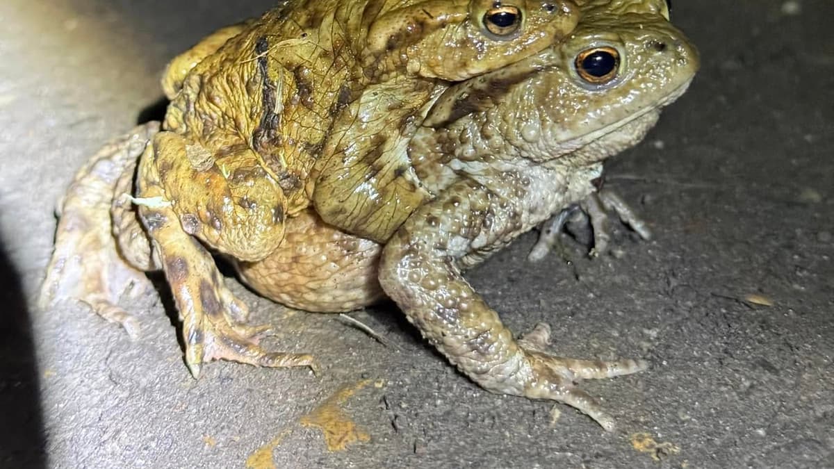 WATCH: Record-breaking toad watch in Farnham saves 876 toads ...