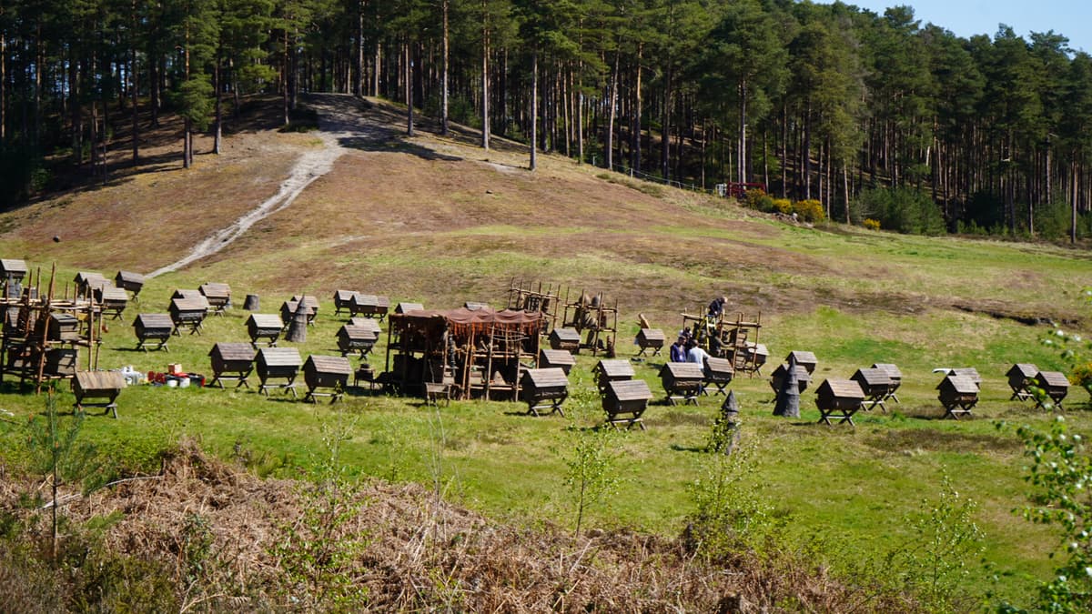Netflix returns to Farnham's Bourne Wood for The Witcher Season 5 filming | farnhamherald.com