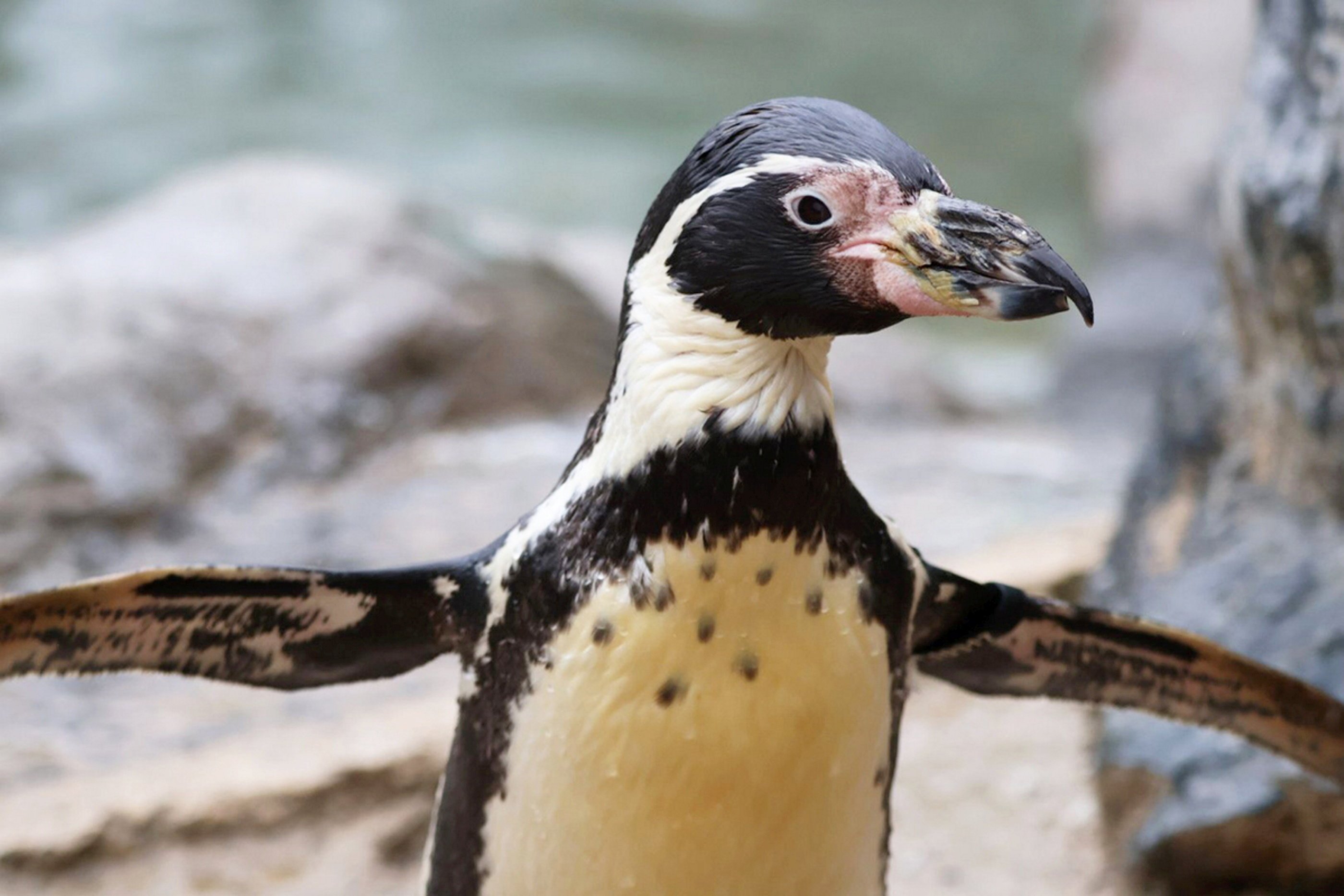 World's oldest penguin Spneb celebrates 37th birthday | farnhamherald.com