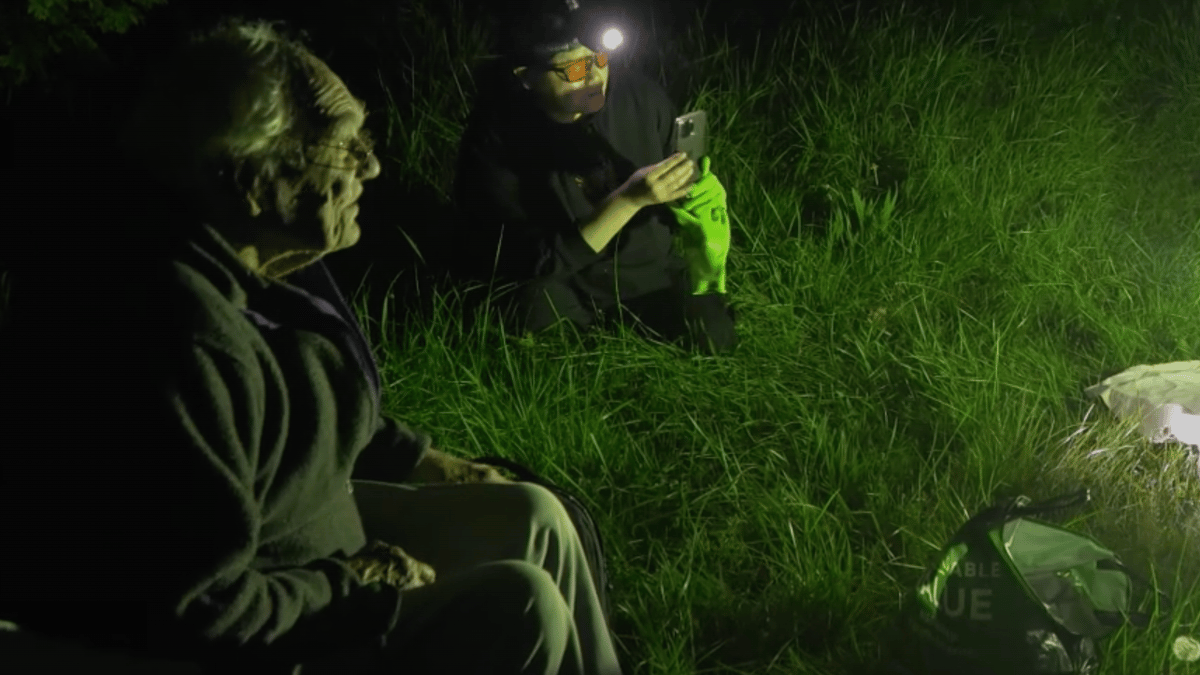 WATCH: Wrecclesham's Mothman keeps shining a light on nocturnal ...