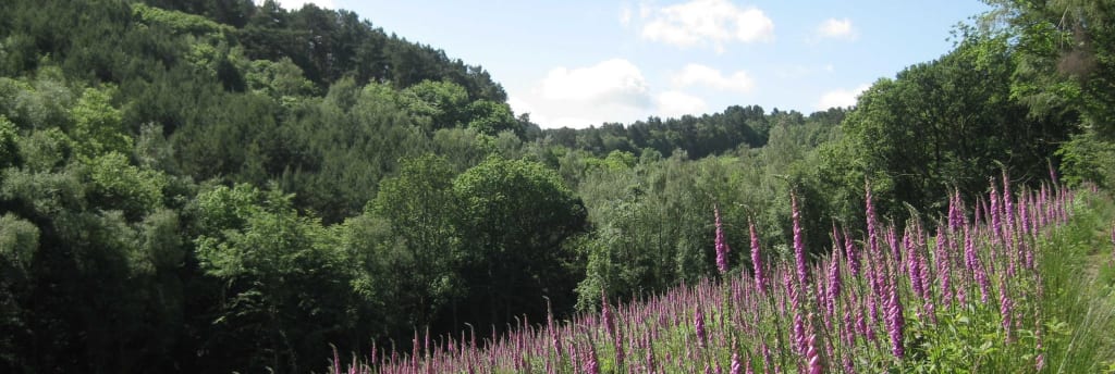 Charity launches ambitious project to restore rare heathland ...