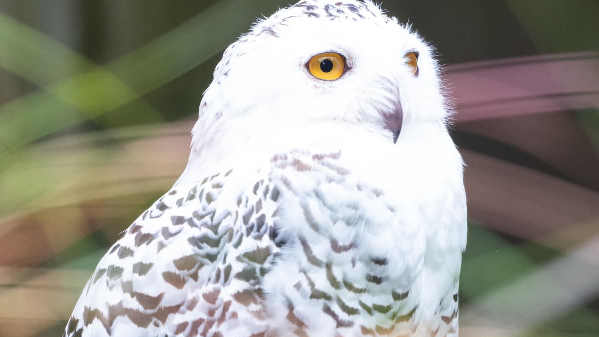Birdworld hatches plans for a year of family fun | farnhamherald.com