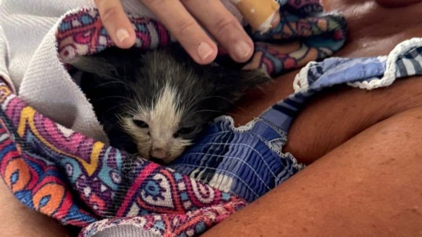 Help lucky Clover the kitten have a new life in Farnham | farnhamherald.com