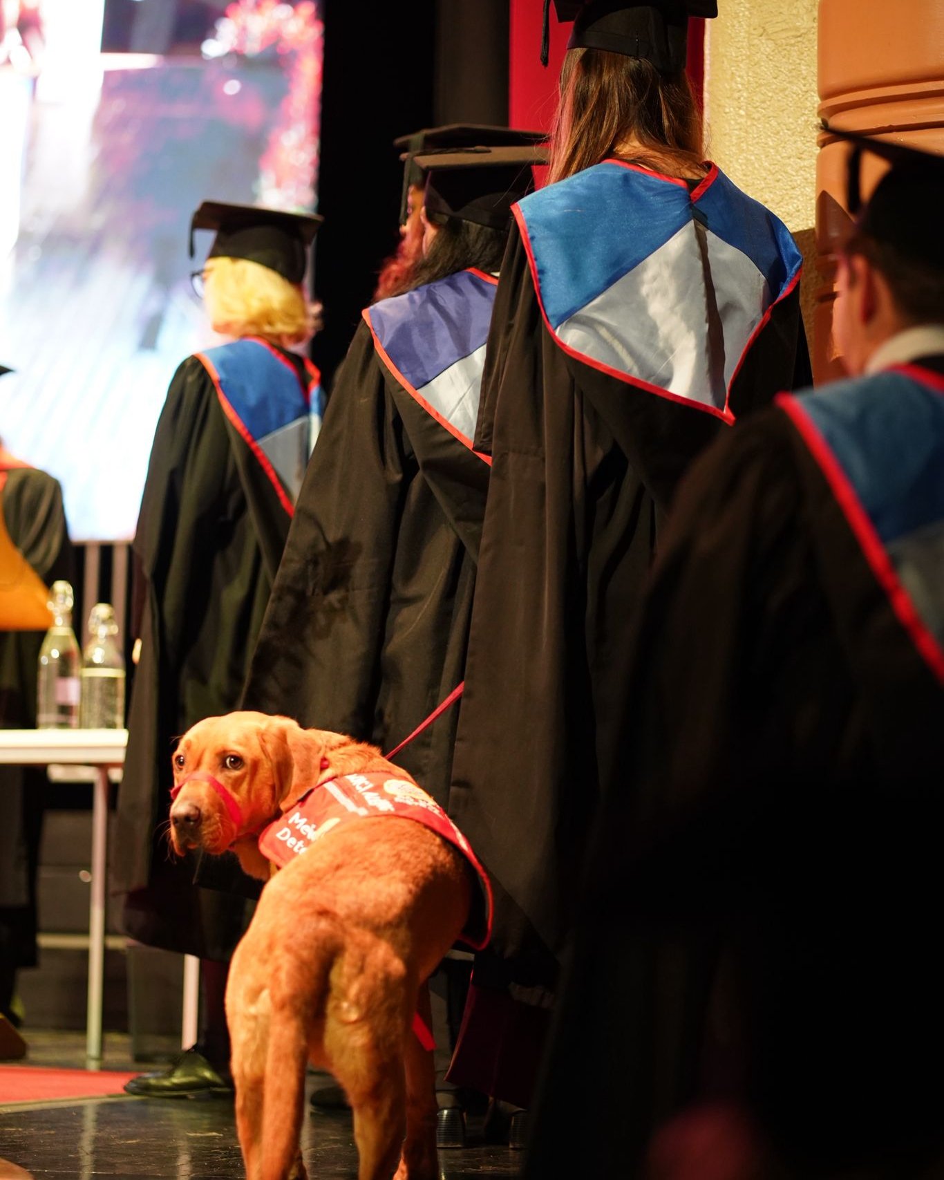 WATCH: Medical alert dog helps woman achieve law career dream ...