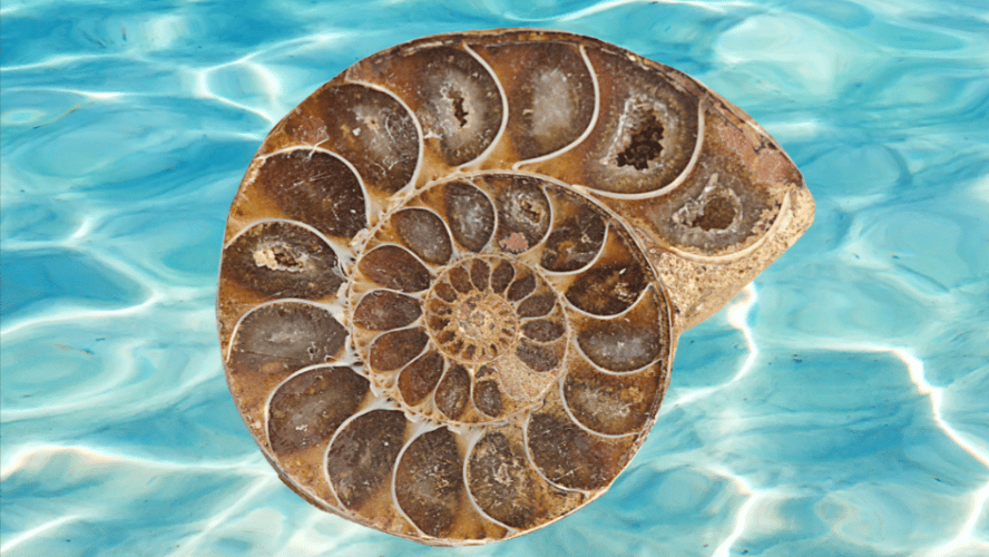 Play at Phoenix tells the story of fossil hunter Mary Anning ...