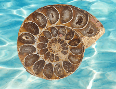 Play at Phoenix tells the story of fossil hunter Mary Anning ...