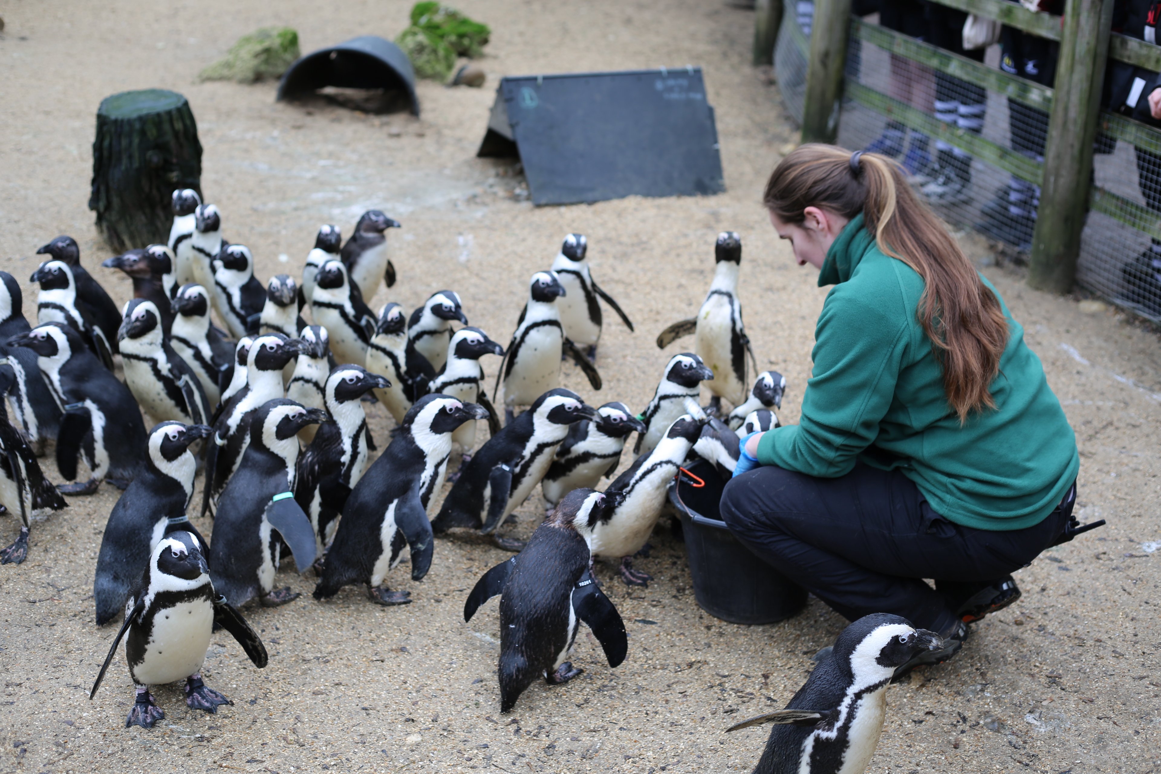 Farnham Rugby Club Minis swap the pitch for penguins at Birdworld ...