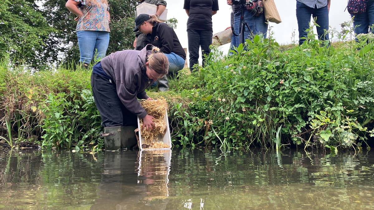 WATCH: Water voles back in the Wey at Farnham in historic release ...