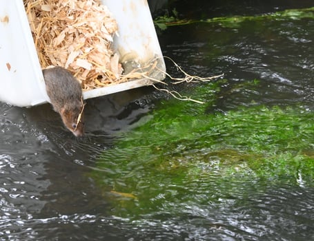 WATCH: Water voles back in the Wey at Farnham in historic release ...