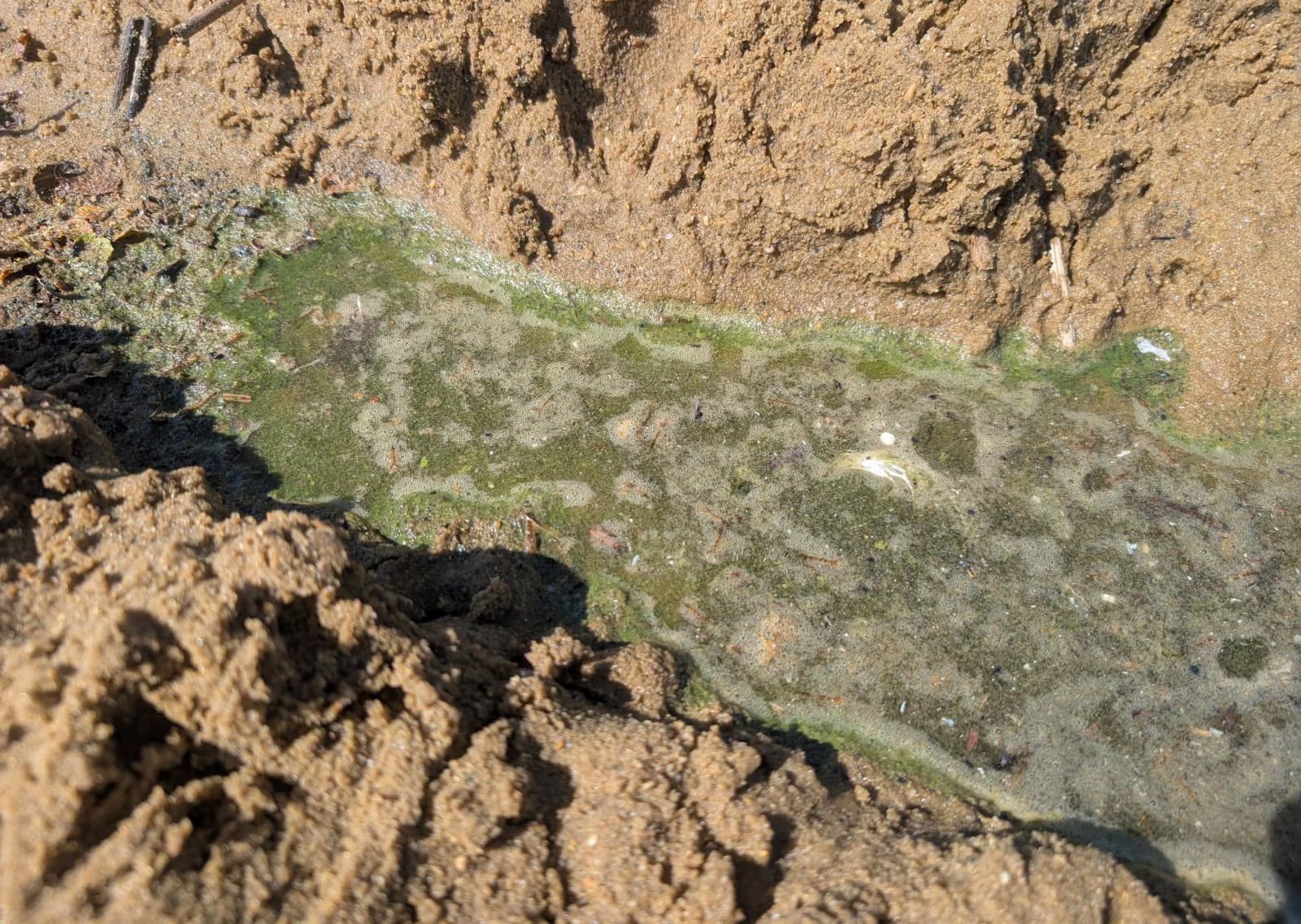 Blue-green algae alert at Frensham Great Pond | farnhamherald.com